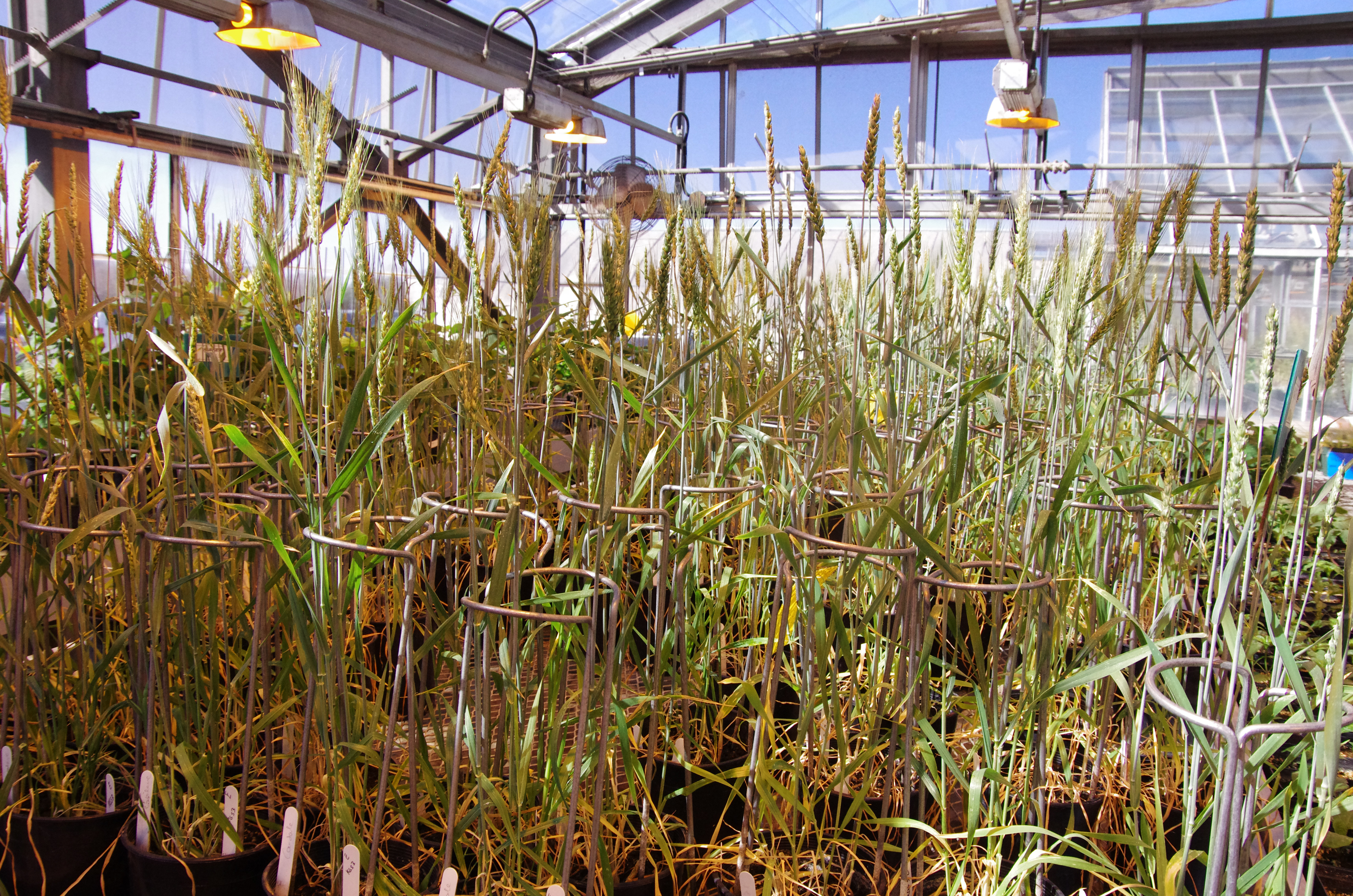 KGS Bio-Inoculant Strains | KGS Group